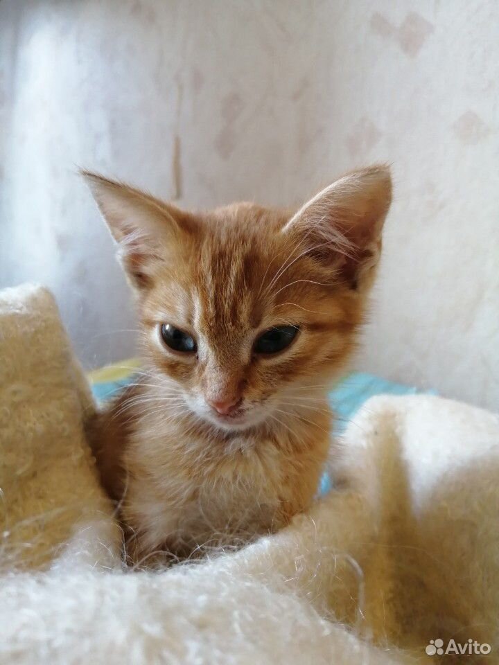Котёнок
