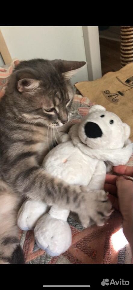 Шотландский прямоухий кот в дар 1 год