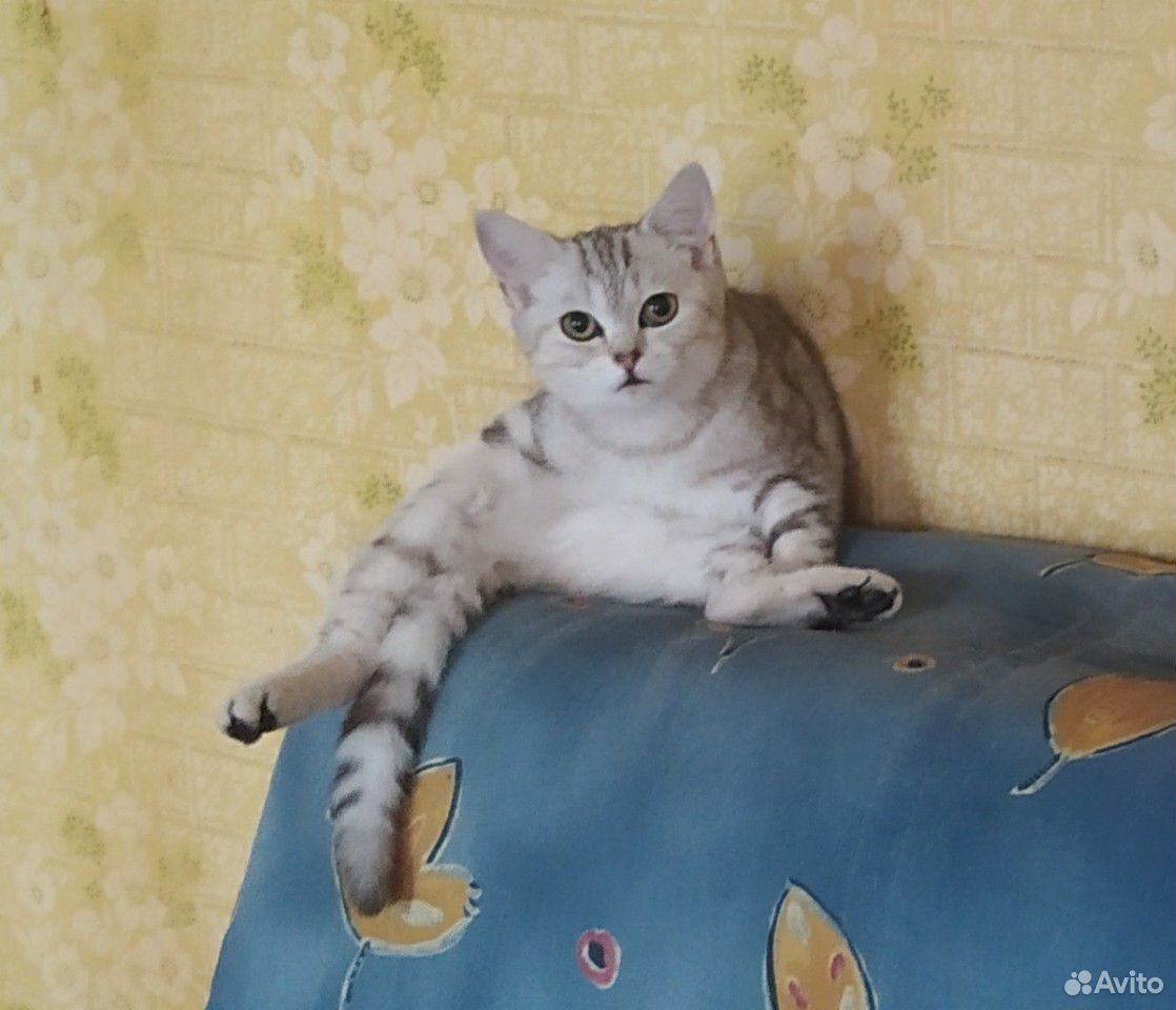 Британская