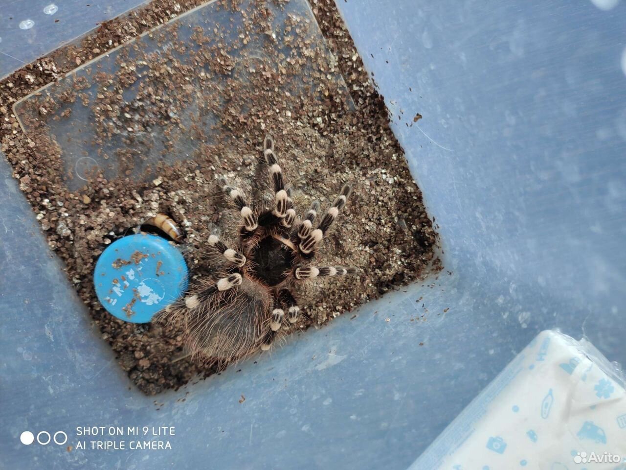 Паук птицеед acanthoscurria geniculata