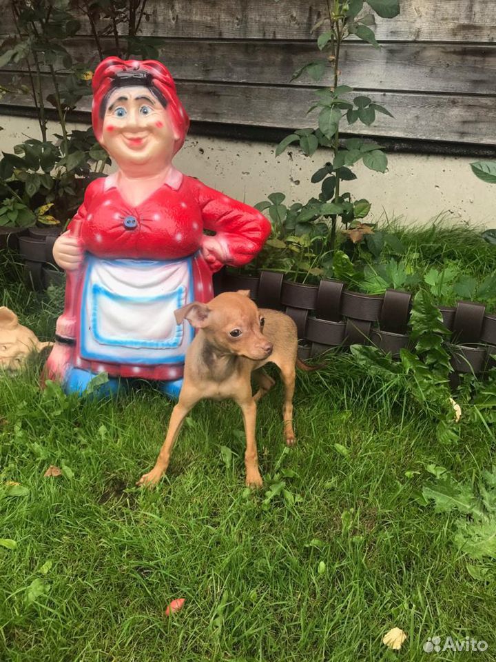 Той терьер