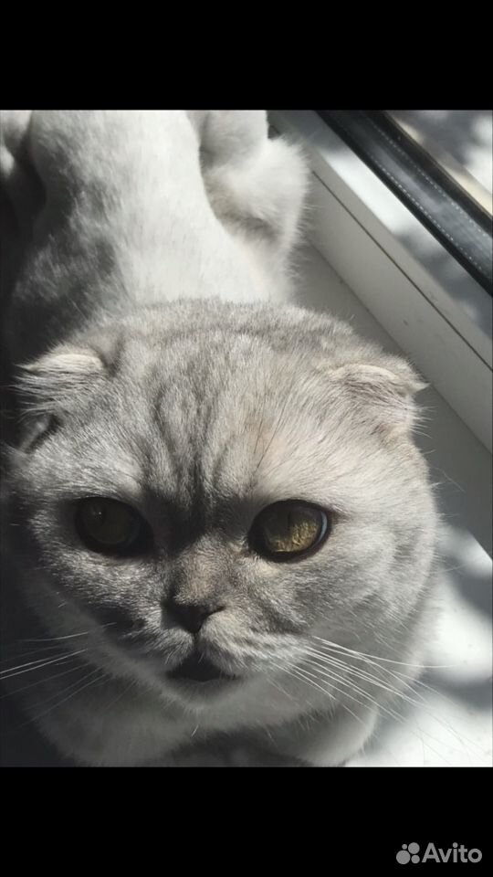 Кот Британский Вислоухий