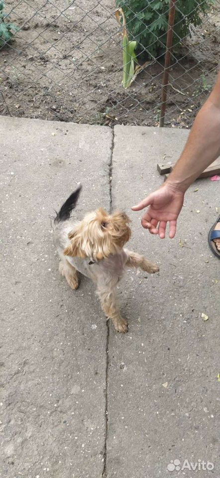 Собака
