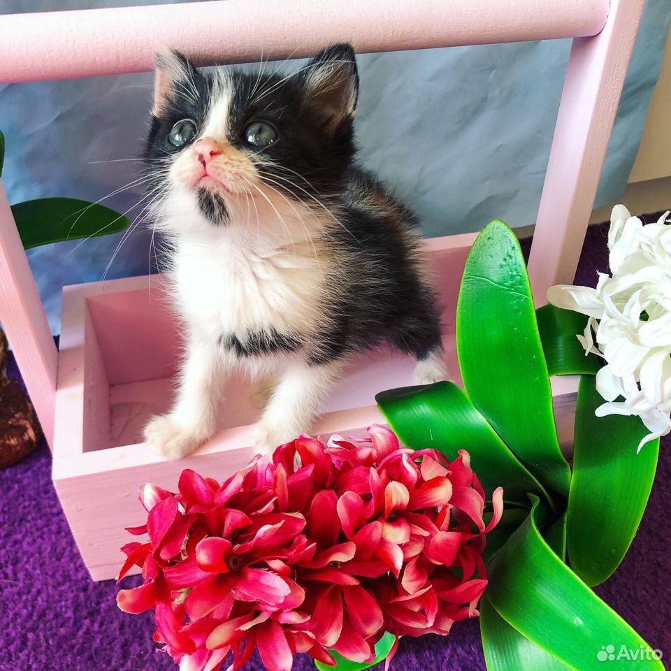 Котёнок девочка