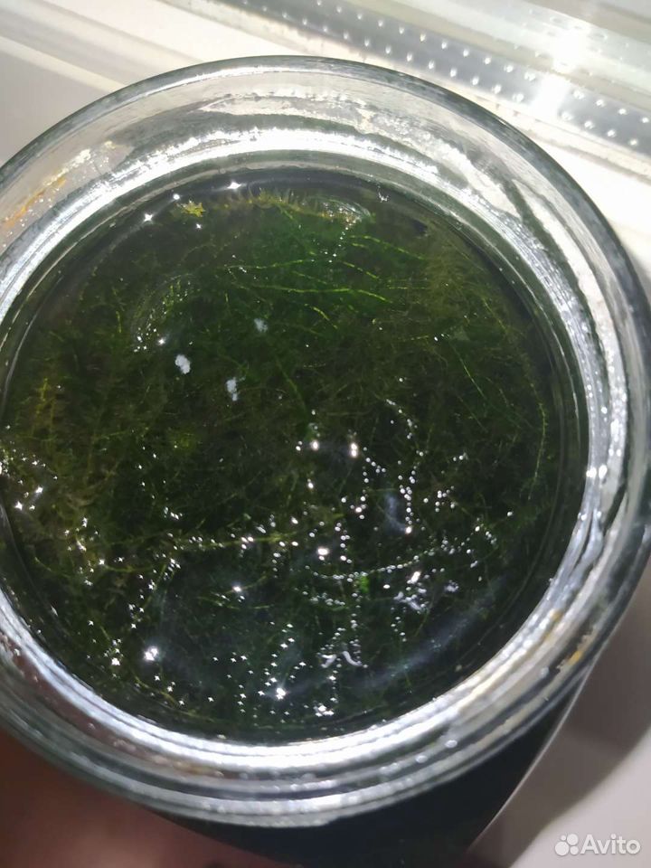 Банка яванского мха