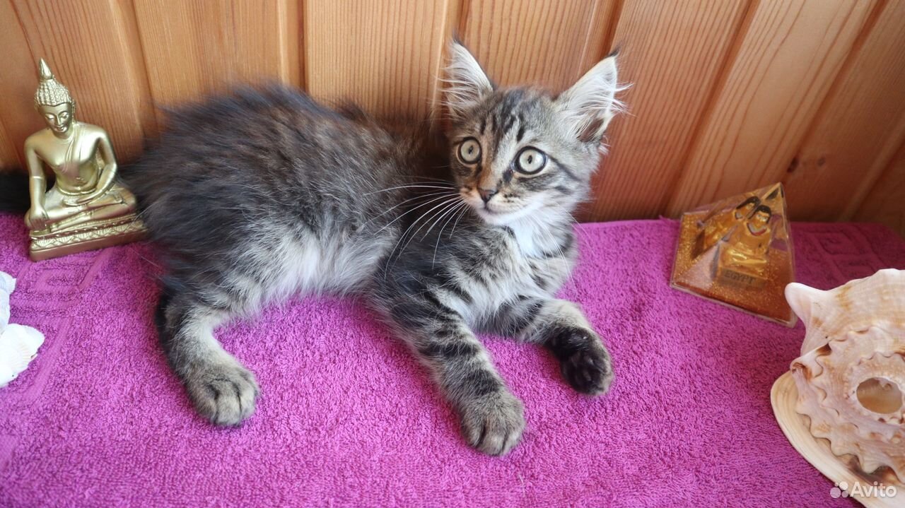 Пряник ищет дом