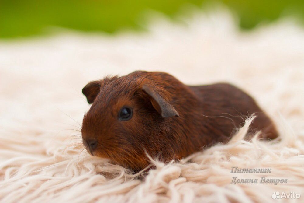 Морская свинка золотой агути