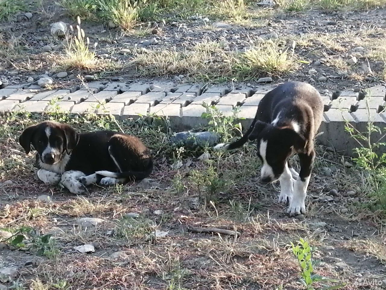 Щенки в опасности