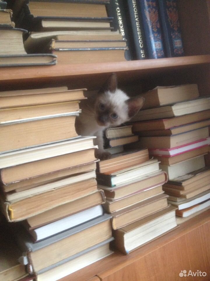 Девочка таечка