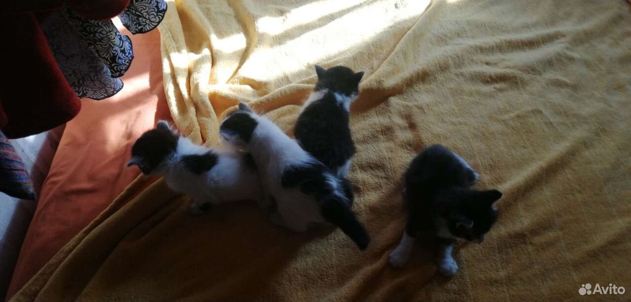 Котята