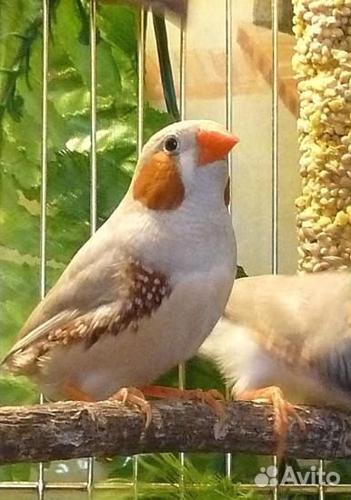 Амадины зебровые отдам