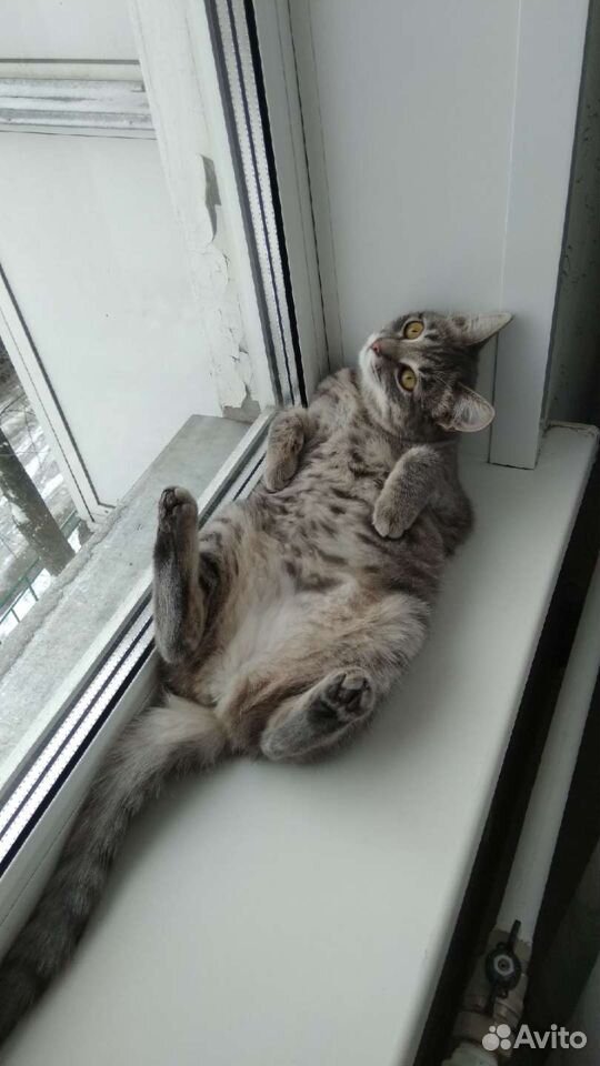 Ласковая кошечка в лучшие ручки