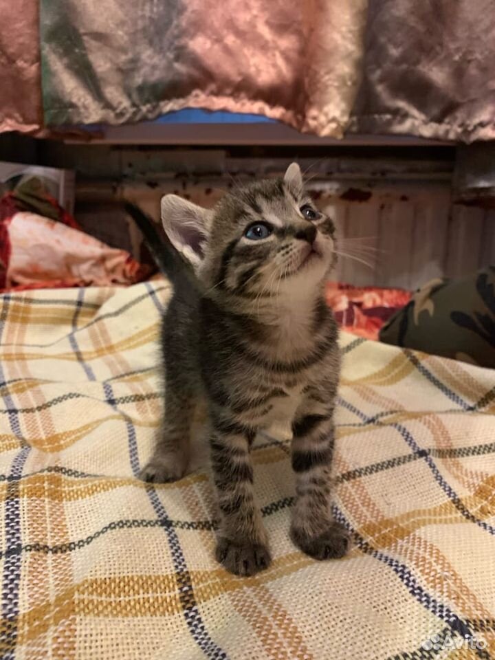 Очаровательные маоыши