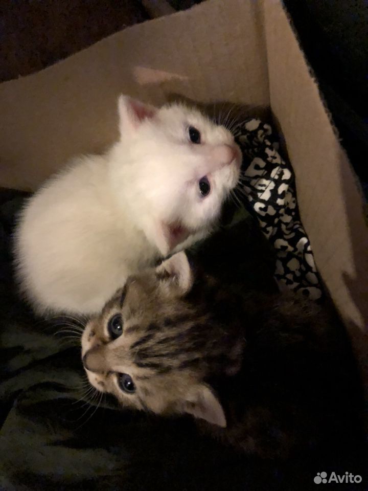 Отдам котят