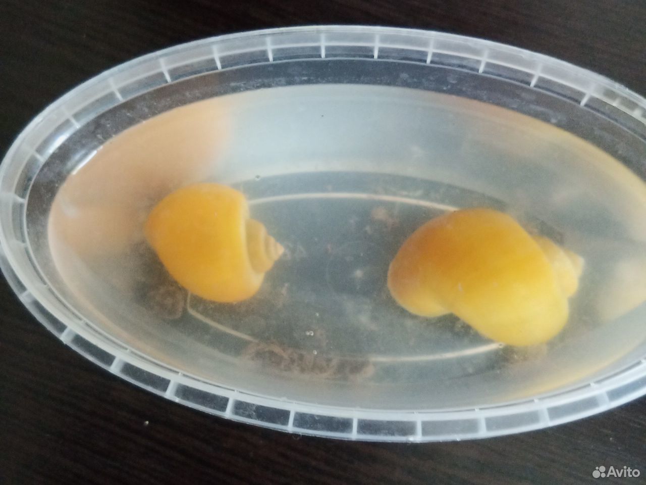 Ампулярные улитки