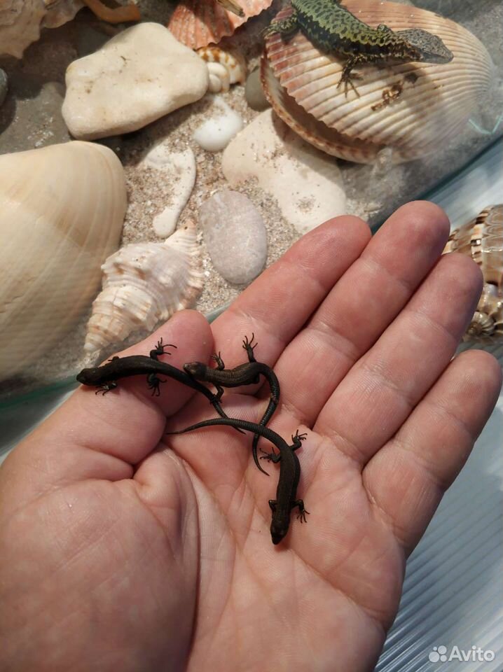 Ящерица живородящая малышки