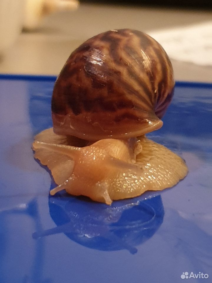 Улитки Ахатины в добрые руки