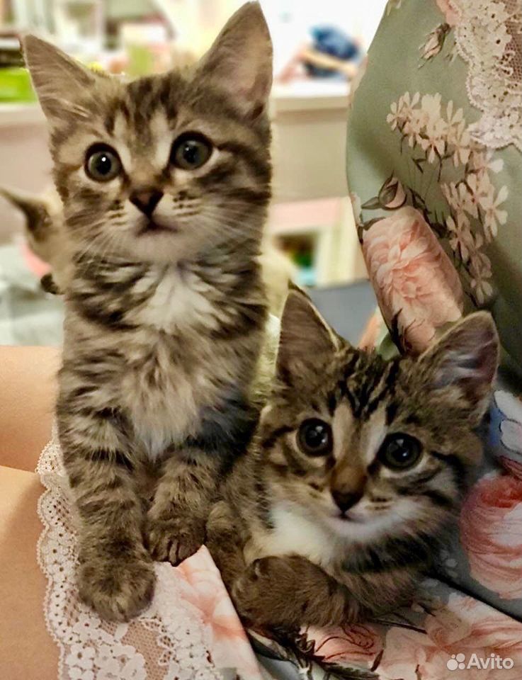 Очаровательные шпротинки Мася и Сима ищут дом