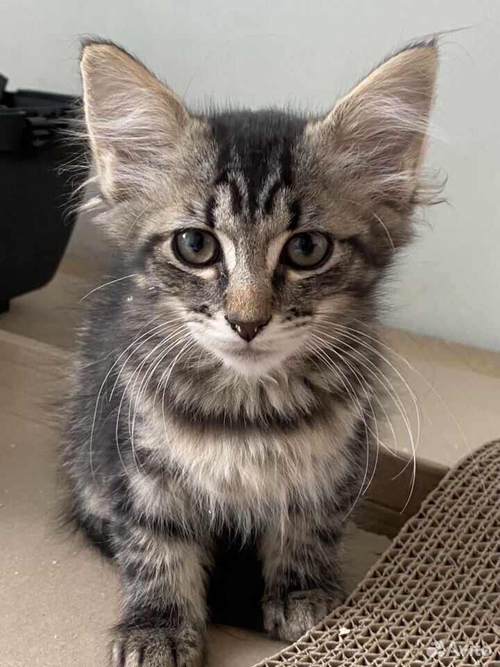 Котёнок (девочка), 2 мес, обработана и здорова