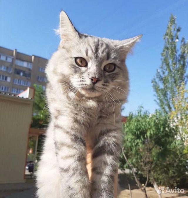 Отдам в добрые руки