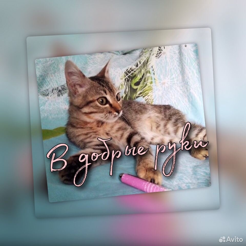 Чудесная кошечка в поисках дома