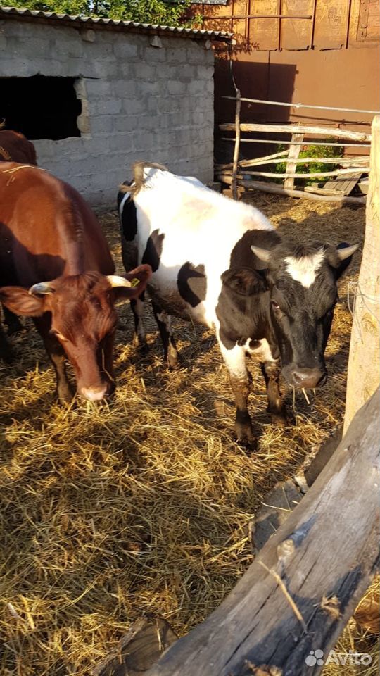 Молодые тёлочки