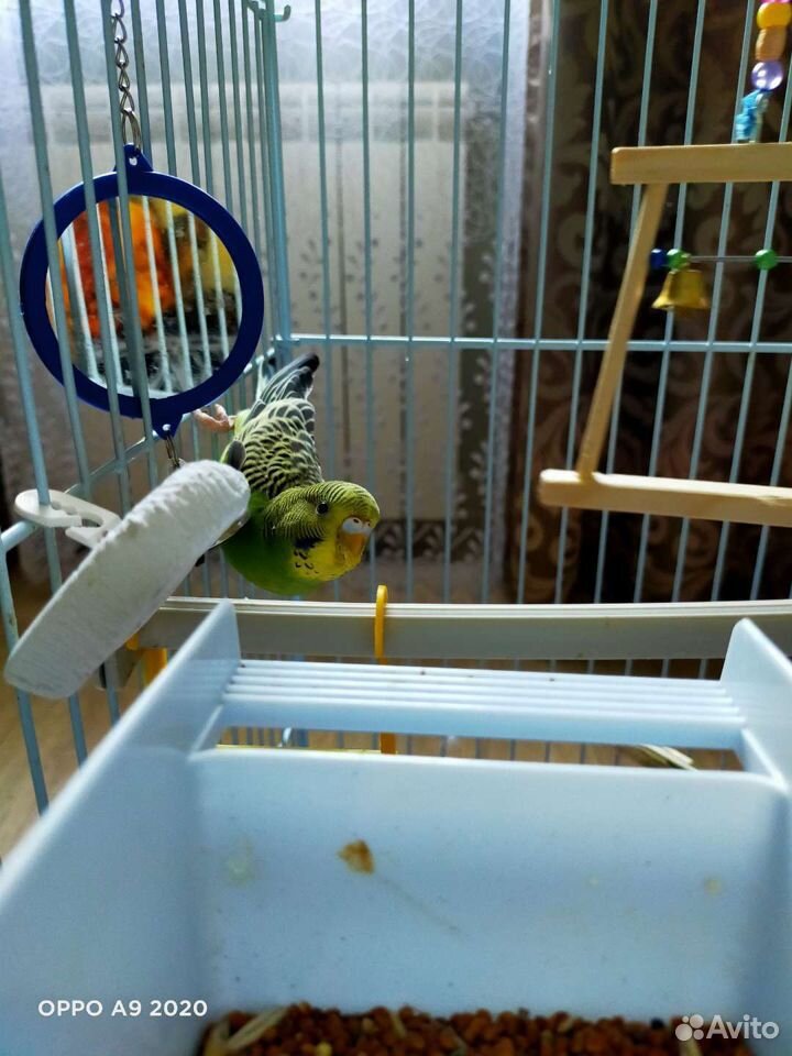 Волнистый попугай