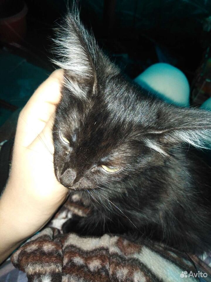 Коты