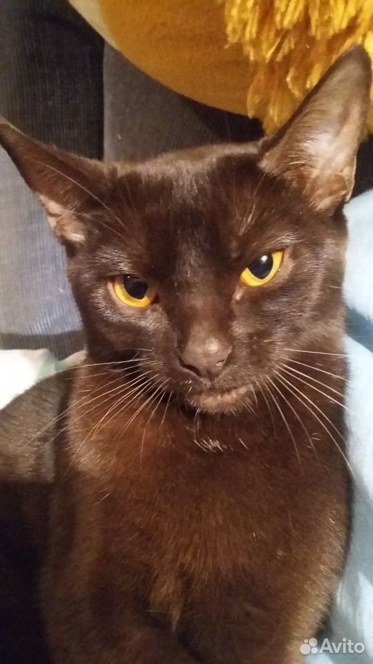 Котенок гавана браун