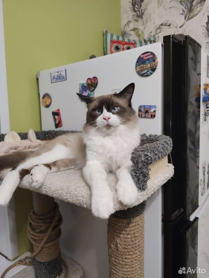 Кот Рэгдолл на вязку