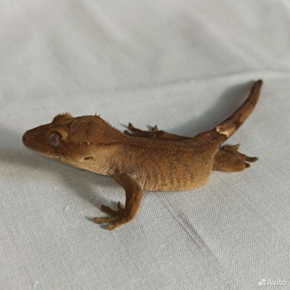 Реснитчатый бананоед самец 3,5мес