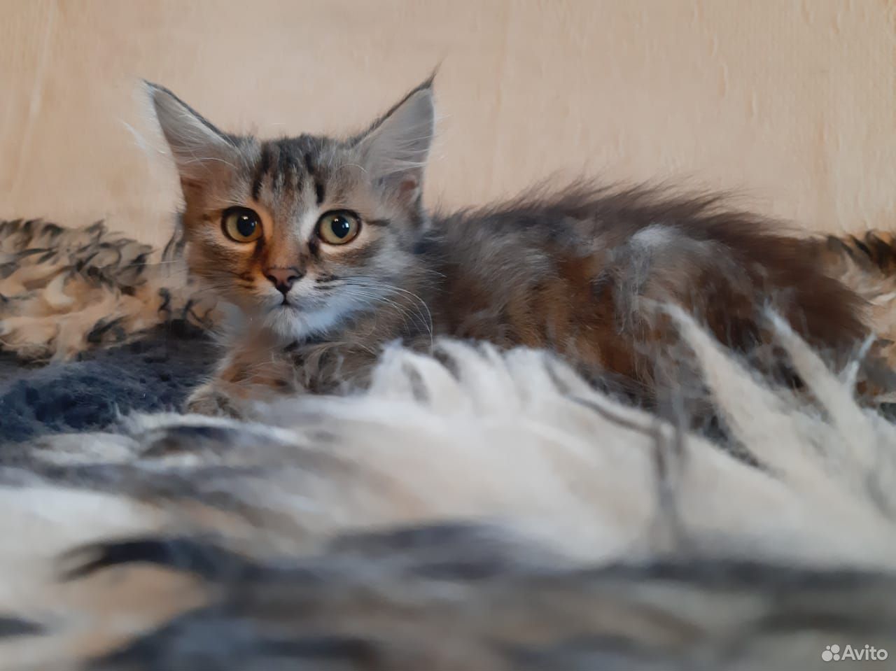 Прелестный котенок