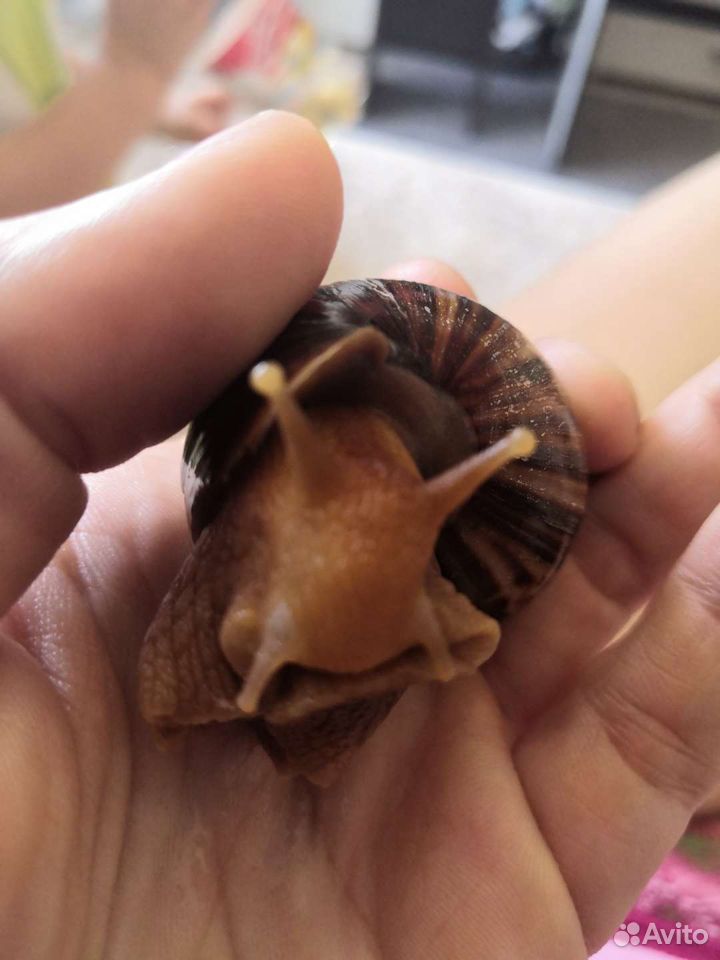 Улитка ахатина друг семьи