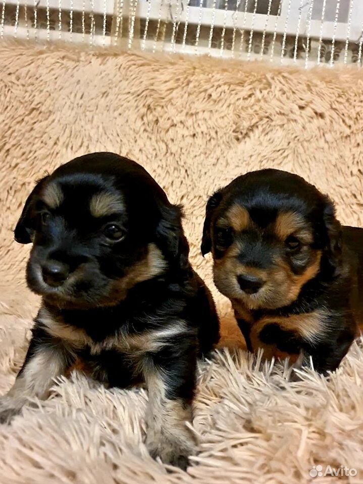 Собака, щенки кокер помесь