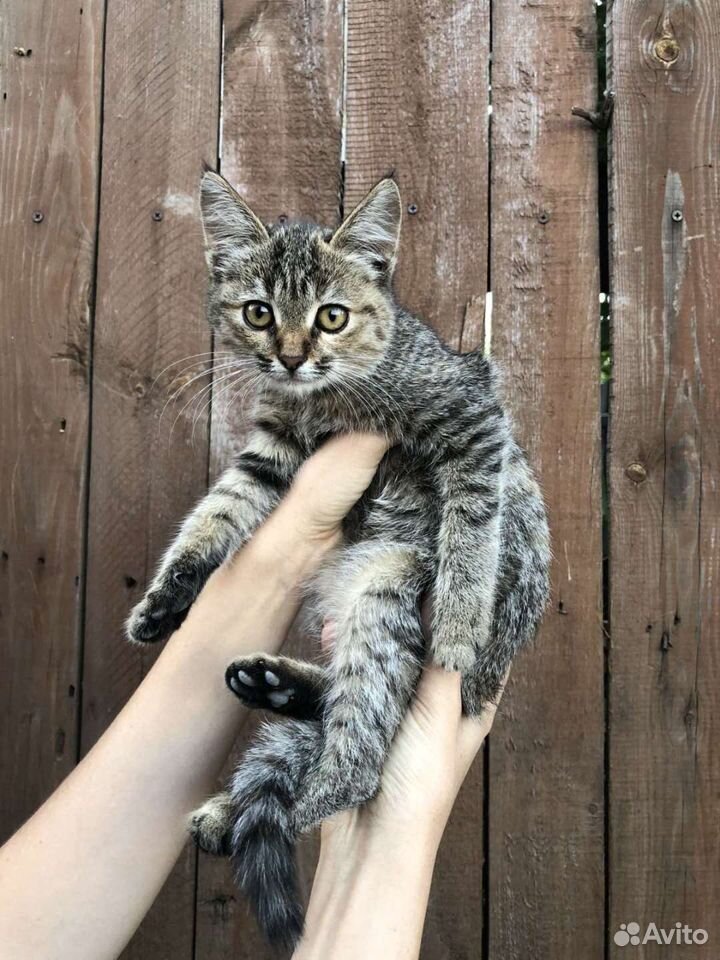 Кошка