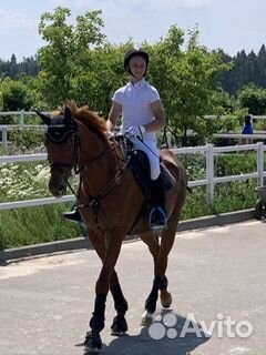 Продаю конкурного мерина