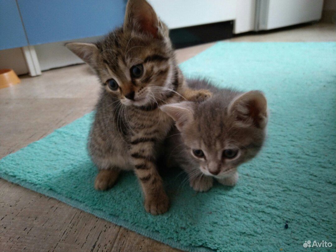 Котята