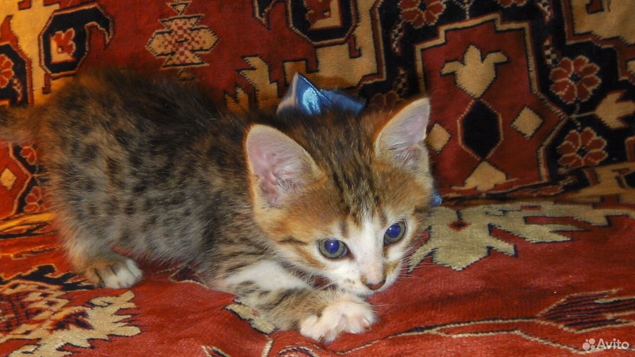 Чудо-котёнок