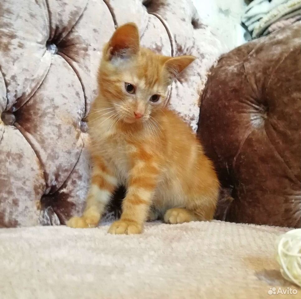 Маленькое солнышко ищет дом