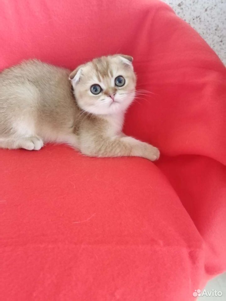 Шиншиллка. котик