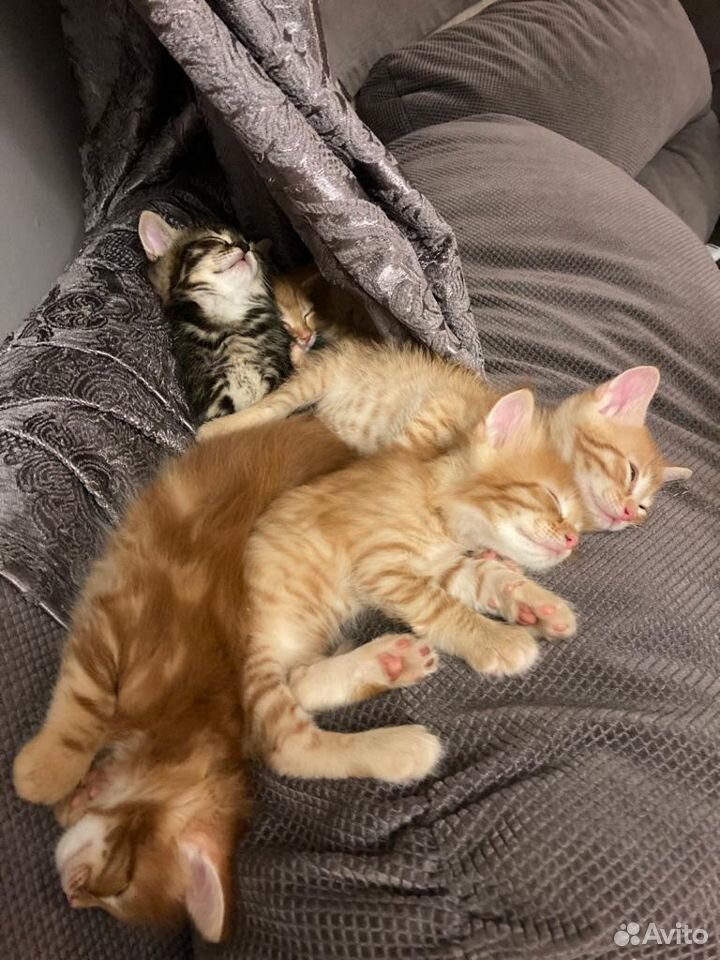 Котята в добрые руки