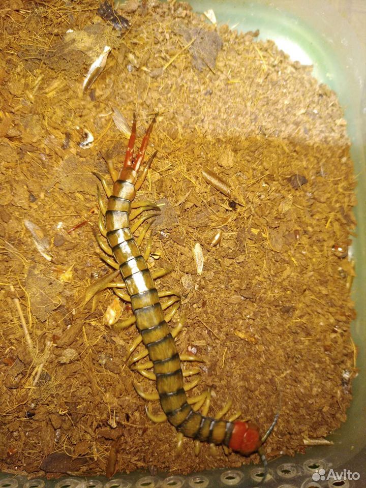 Гиганская сколопендра Subspinipes