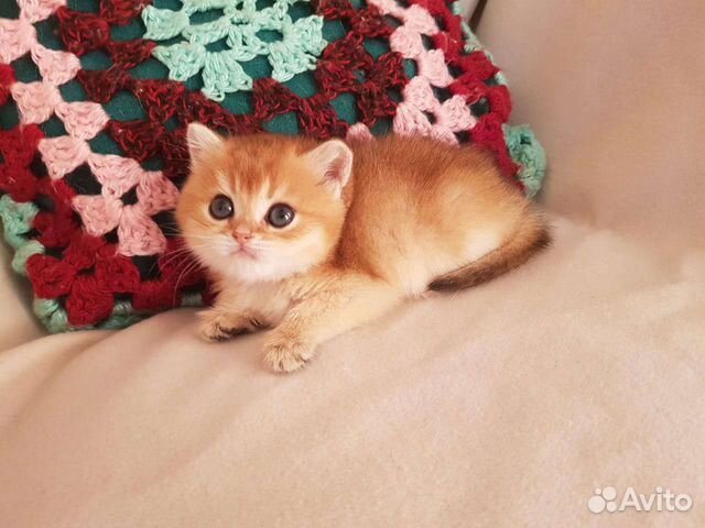 Золотые шиншиллы