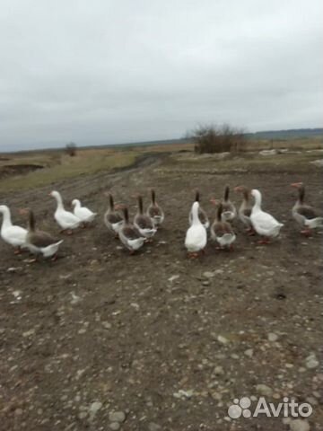 Гуси домашние