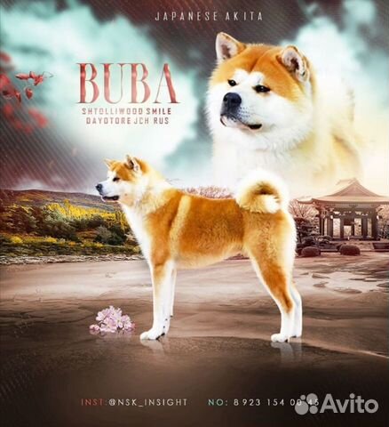 Акита ину кобель