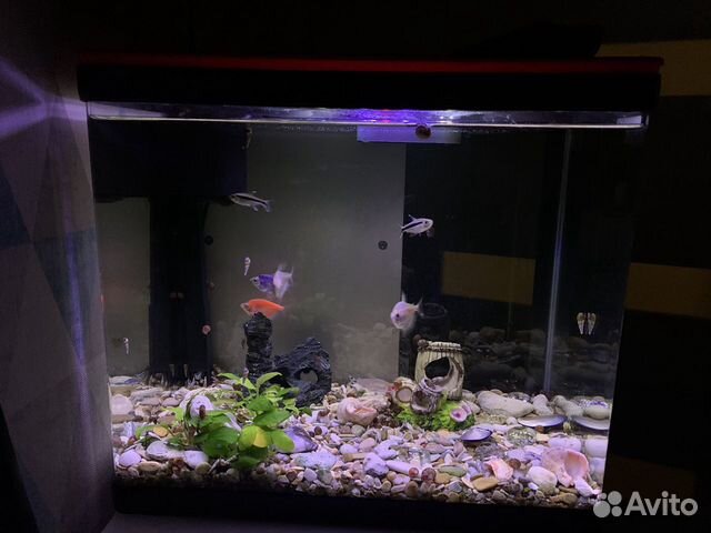 Аквариум