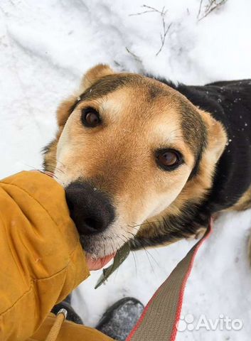 Собака для души. Собака-компаньон