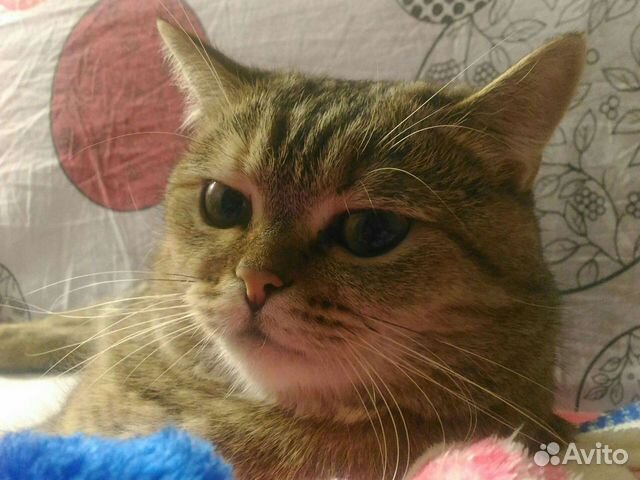 Кошка и кот бродяги