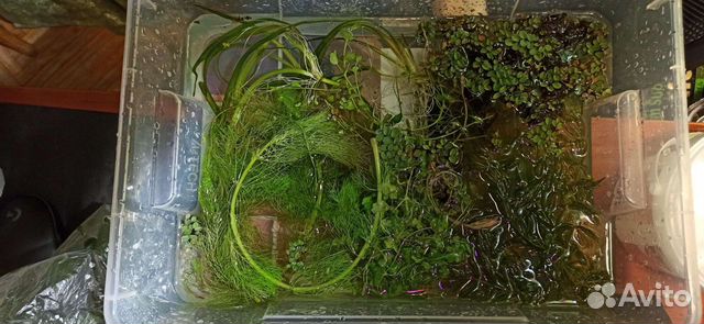 Аквариумные растения