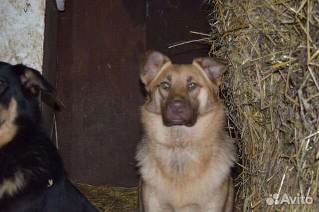 "Животные - Собаки"